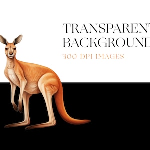 Kangaroo Clipart, Australian Kangaroo, Red Kangaroo, Western Grey ...