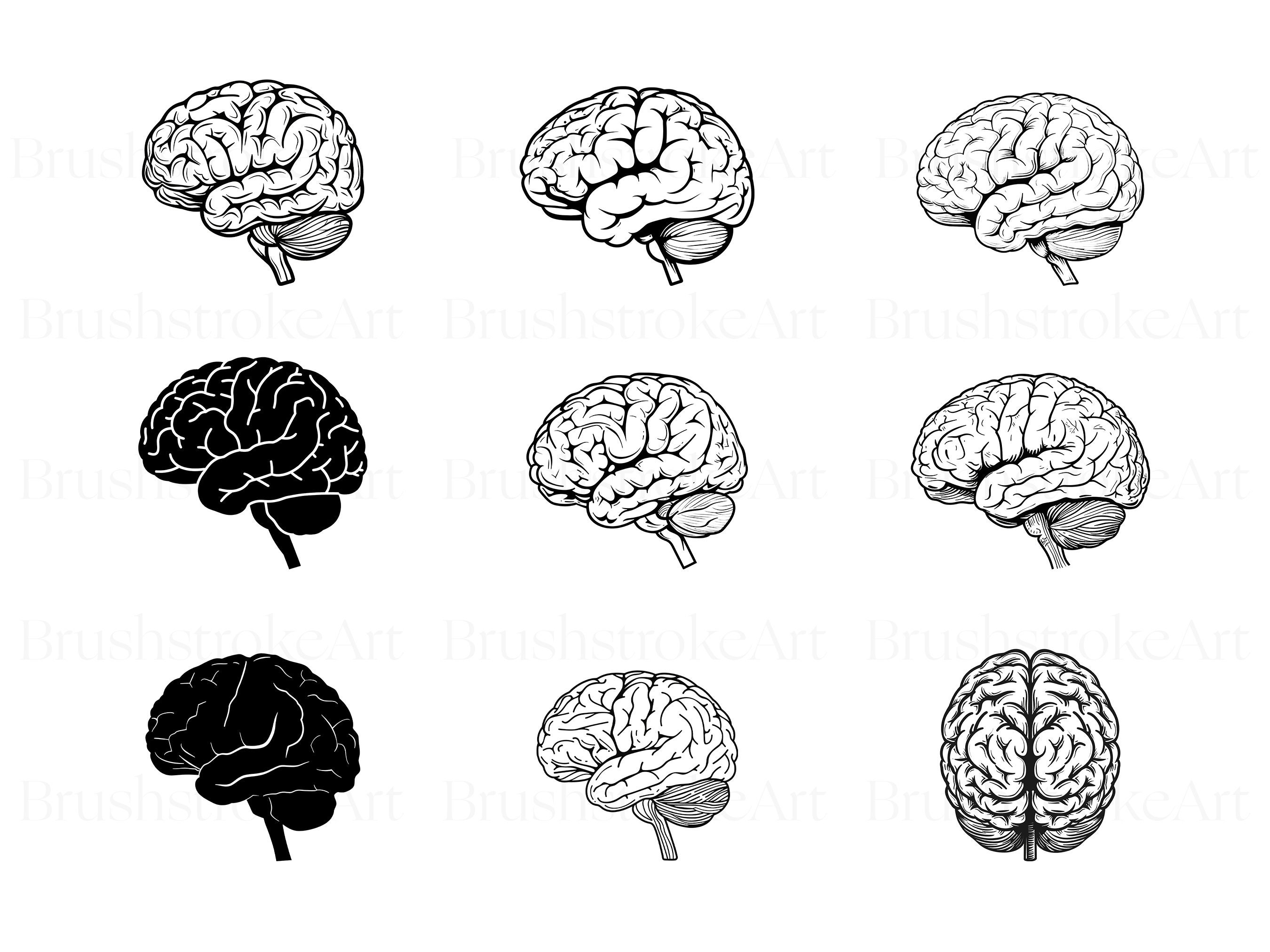Brain Silhouette Clipart, Brain Logo, Medical Clipart, Human Brain PNG ...