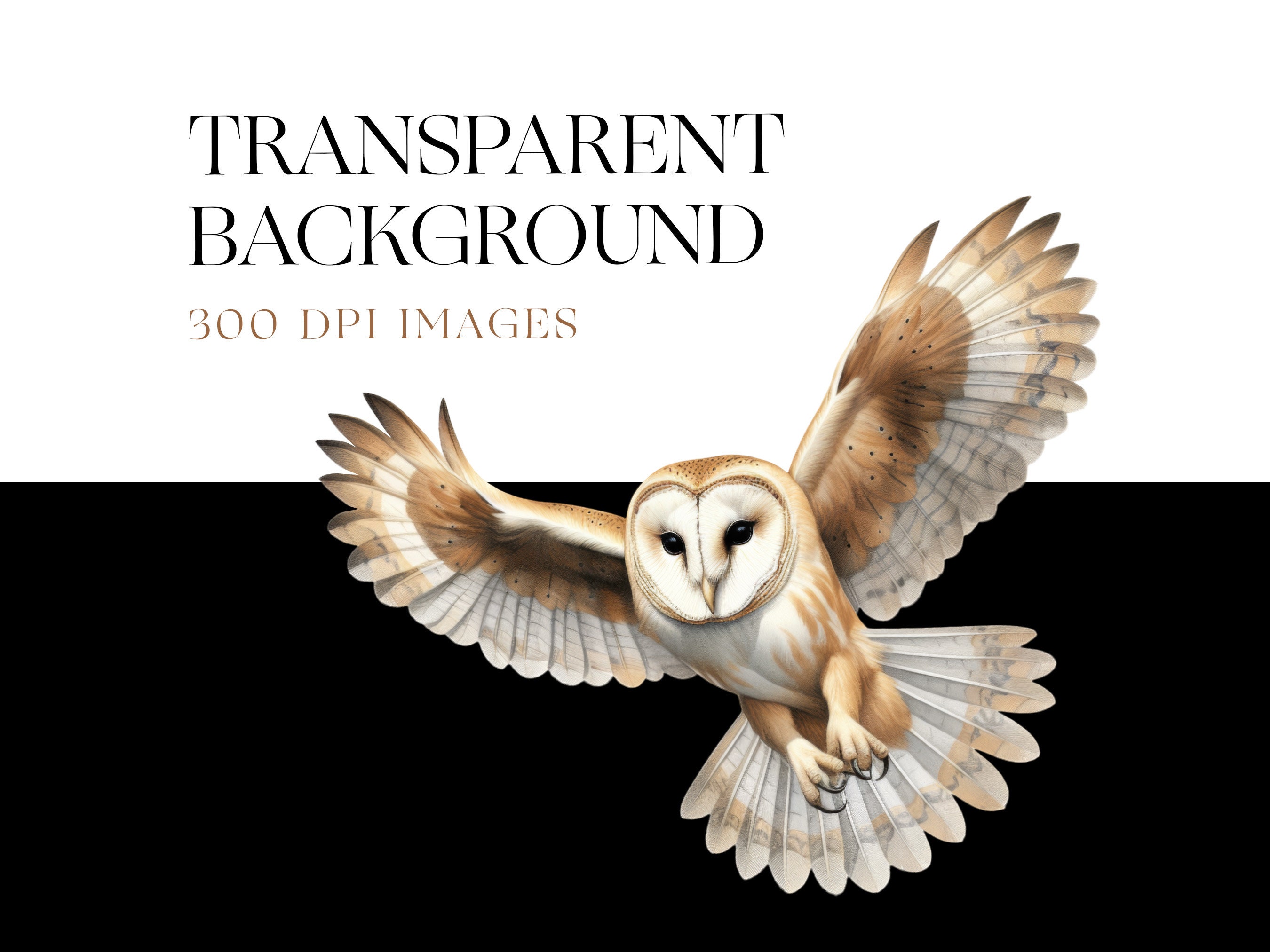 Owl Illustration Clipart, Barn Owl, Type of Owls, Cute Owl Species Art ...