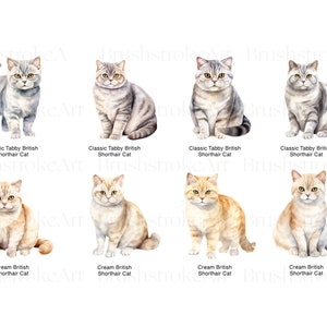 British Shorthair Cat Clipart, Watercolor Cat Breeds, Shorthair Cat PNG ...