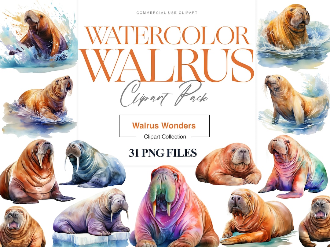 Watercolor Walrus Clipart, Artic Animal Walrus, Ocean Animals, Walrus ...