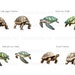Turtle Illustration Clipart, Watercolor Turtle Species, Hawksbill ...