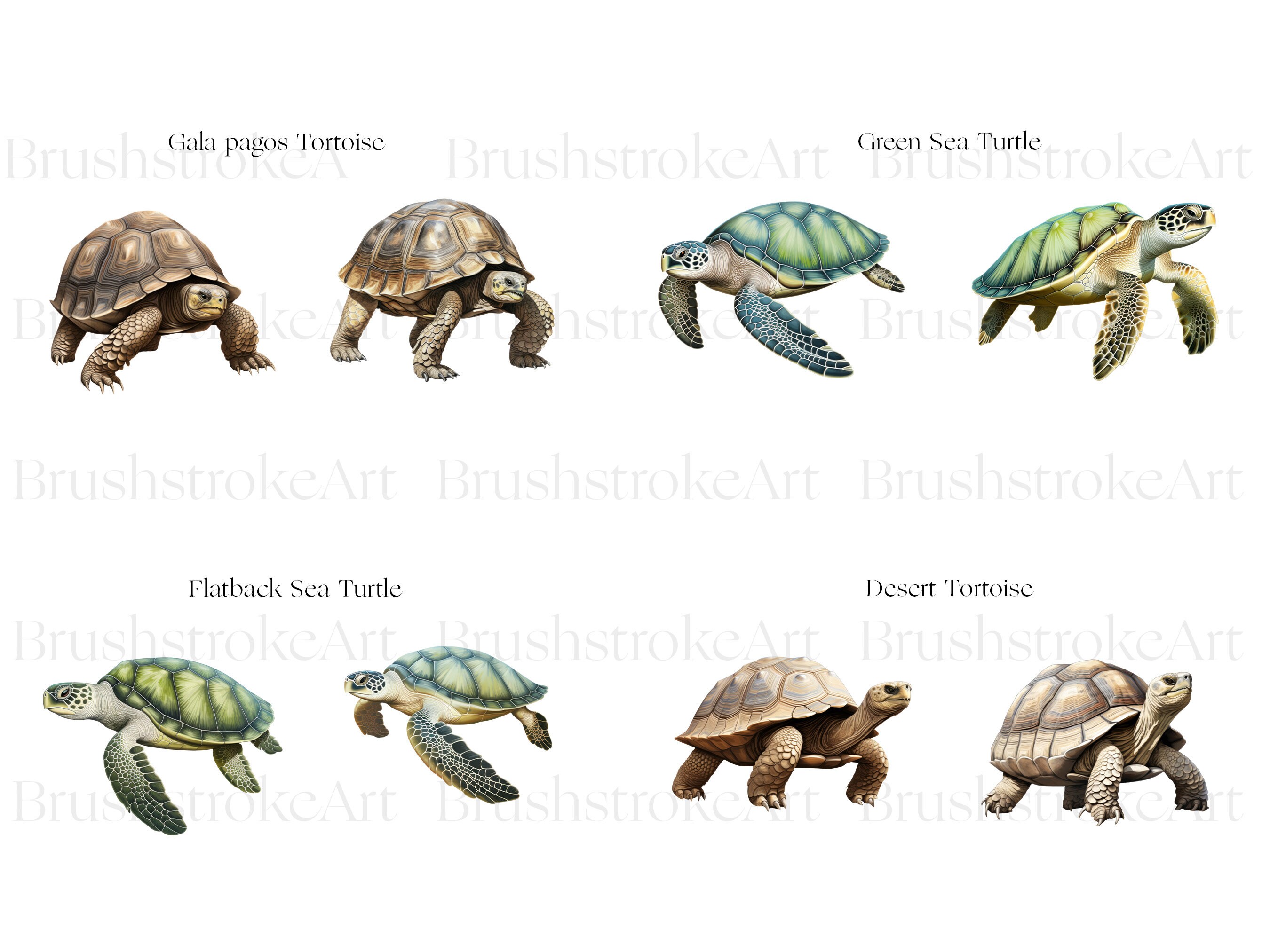 Turtle Illustration Clipart, Watercolor Turtle Species, Hawksbill ...