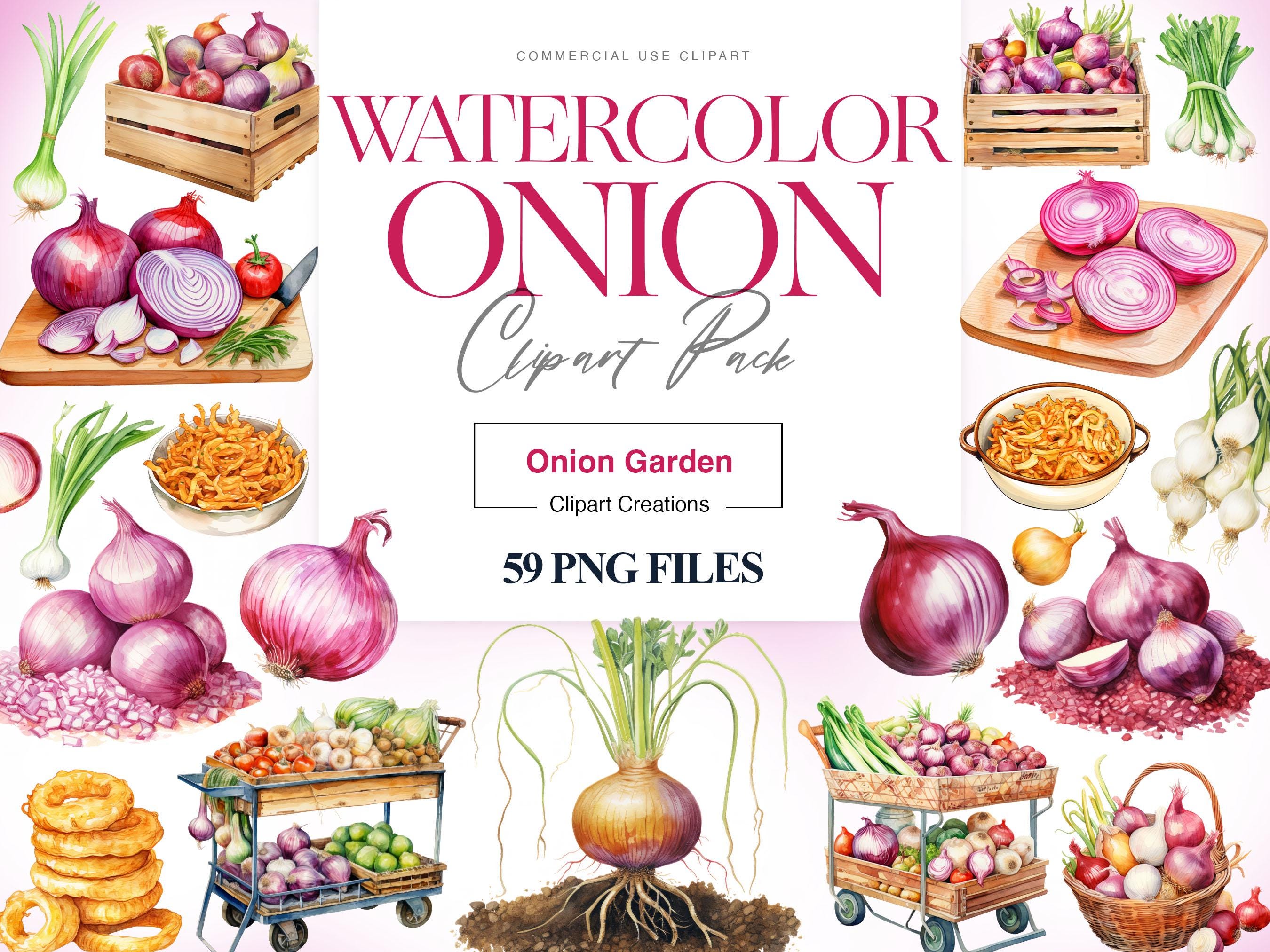Watercolor Onion Clipart, Spring Onion PNG, Garden Vegetable, Healthy ...