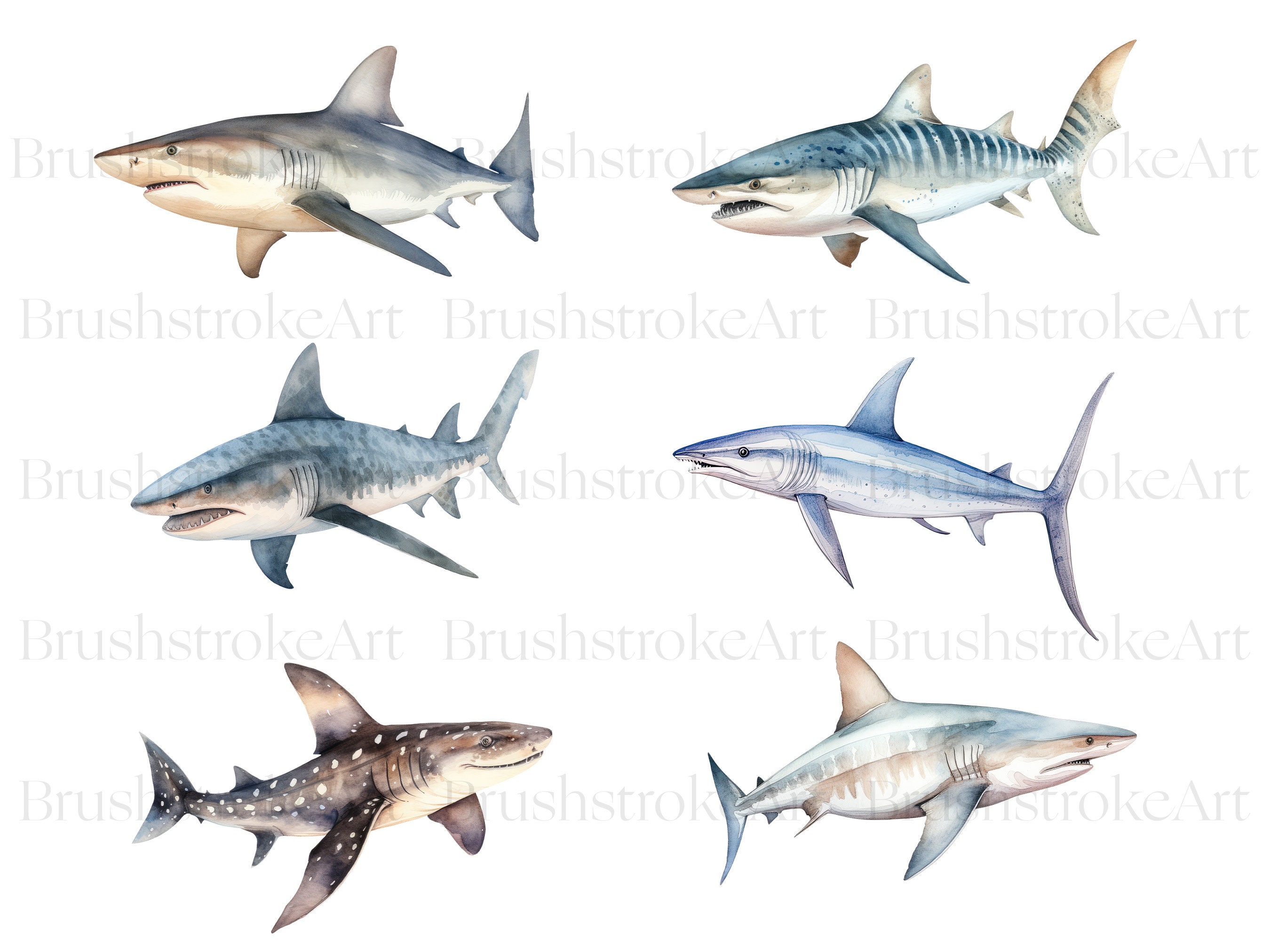 Watercolor Shark Clipart, Great White Shark, Marine Life, Nursery ...