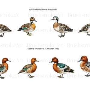 Watercolor Duck Breeds Clipart, Garganey, Duck Clipart, Duck Lover Gift ...