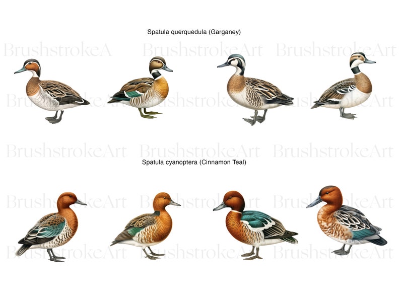 Watercolor Duck Breeds Clipart, Garganey, Duck Clipart, Duck Lover Gift ...