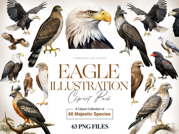 Different Eagle Species
