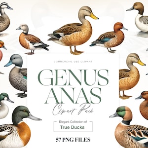 Illustration Duck Clipart, Anas Genus, Duck Breeds, Mallard Duck ...