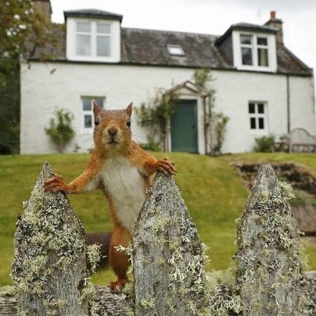 Scotlands Wildlife: Cyril the Squirrel - Etsy