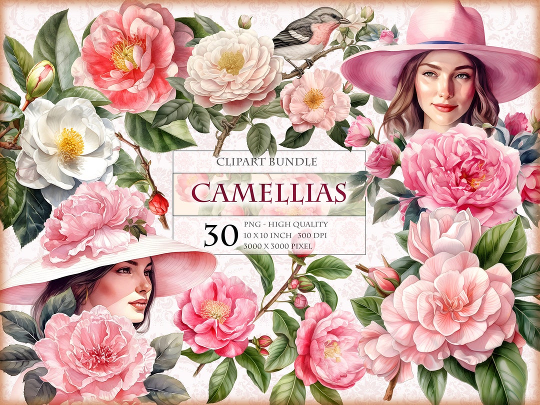 Camellias Camellia Flower Themed Watercolor Clipart Bundle, HQ ...