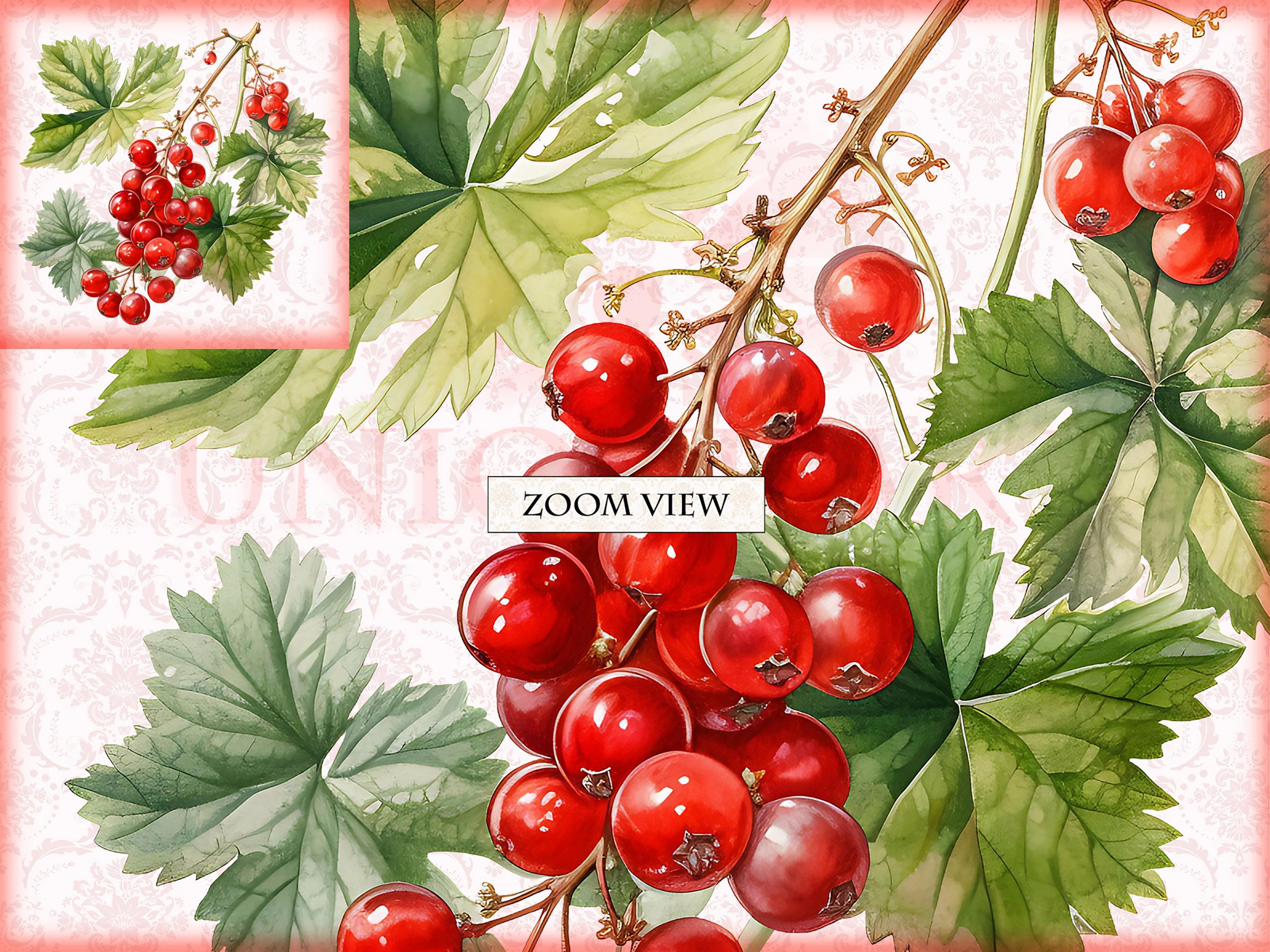 Red Currant and Blossom, Printable 25 PNG Image, Watercolor Clipart ...
