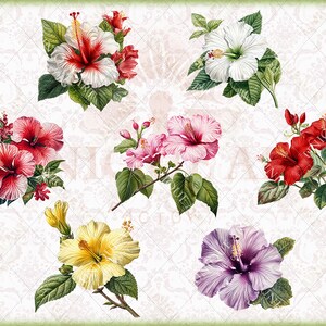 Hibiscus, Tropical Flowers, Watercolor Clipart Bundle, 34 HQ Printable ...