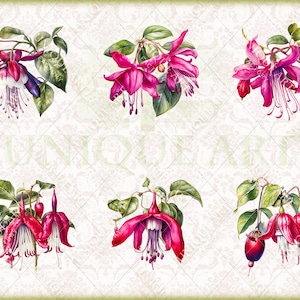 Fuchsia Flower Themed Watercolor Clipart Bundle, HQ Printable PNG JPEG ...