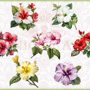 Hibiscus, Tropical Flowers, Watercolor Clipart Bundle, HQ Printable ...