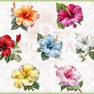 Hibiscus, Tropical Flowers, Watercolor Clipart Bundle, 34 HQ Printable ...