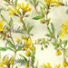 Yellow Watercolor Floral Digital Paper - 12 Tiled Vintage Flower ...