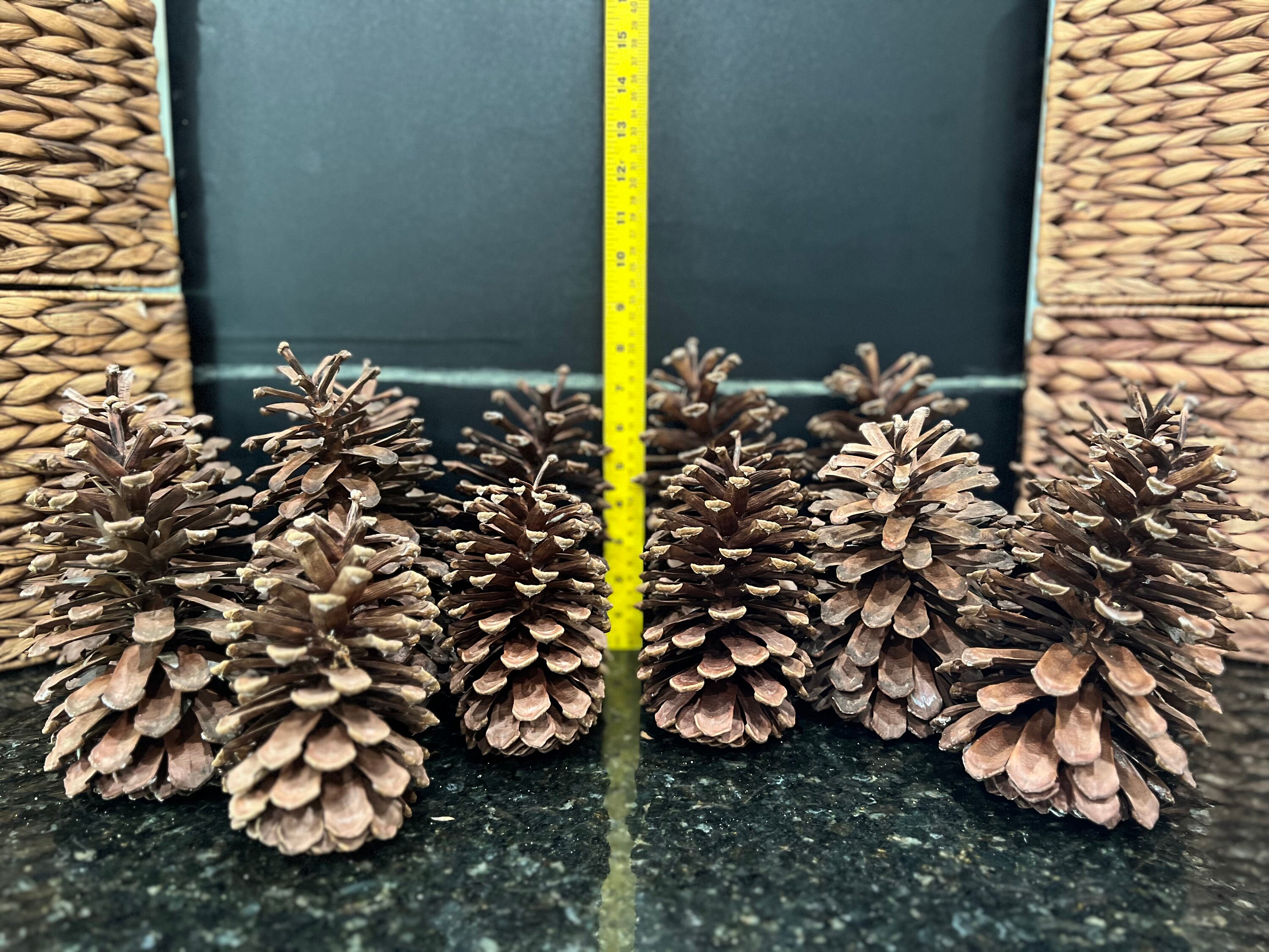 Large Longleaf Pinecones - Etsy
