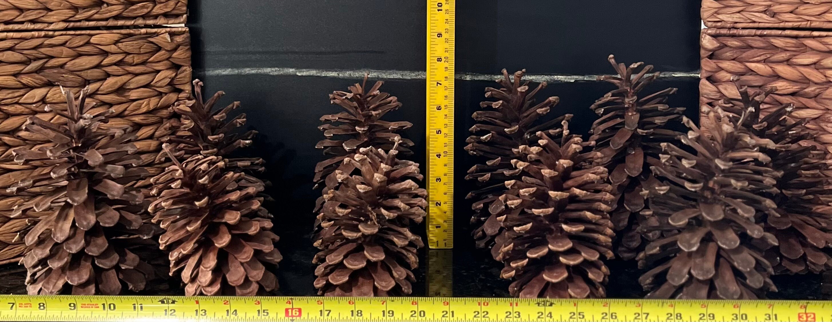 Large Longleaf Pinecones - Etsy