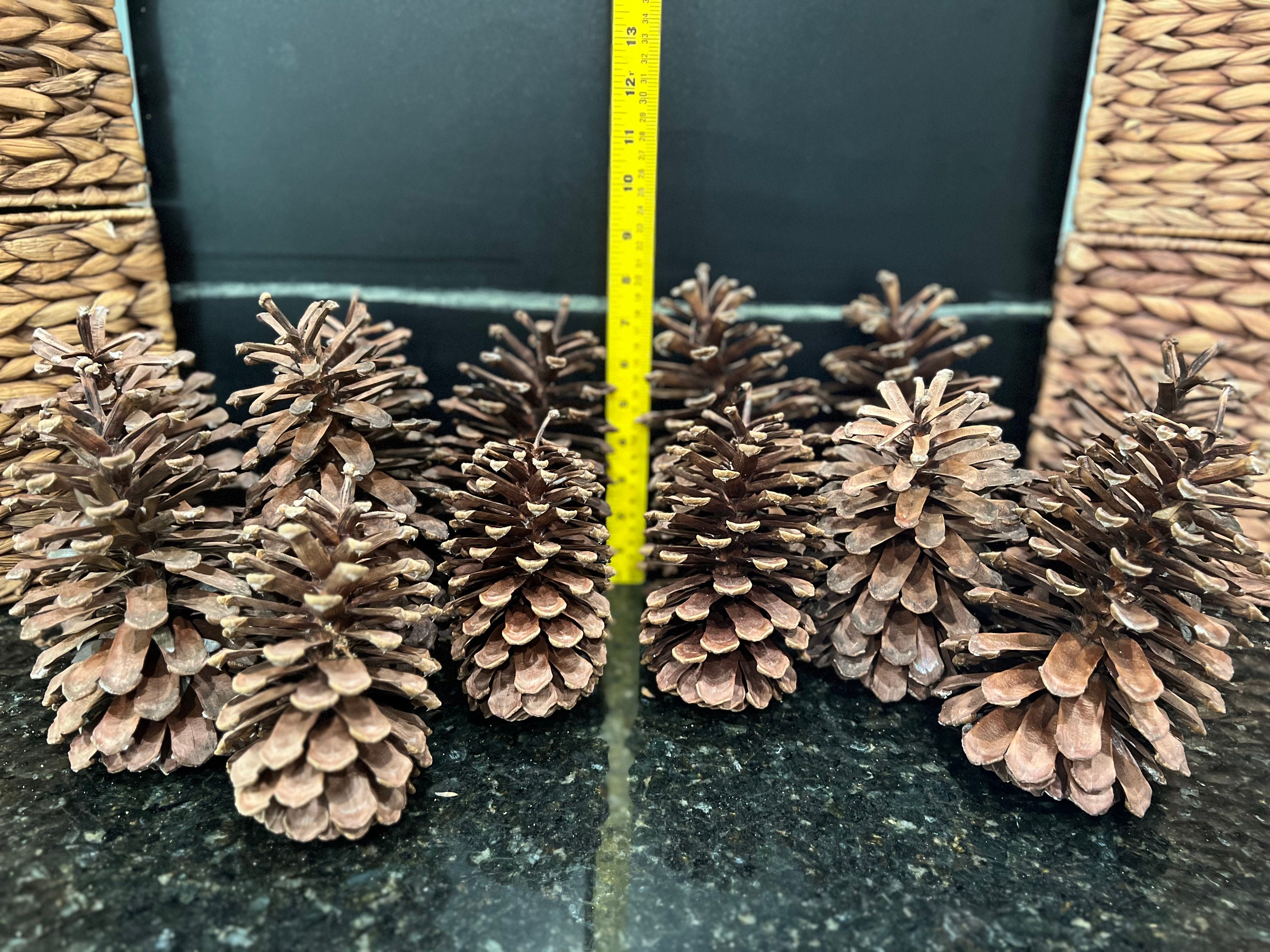 Large Longleaf Pinecones - Etsy