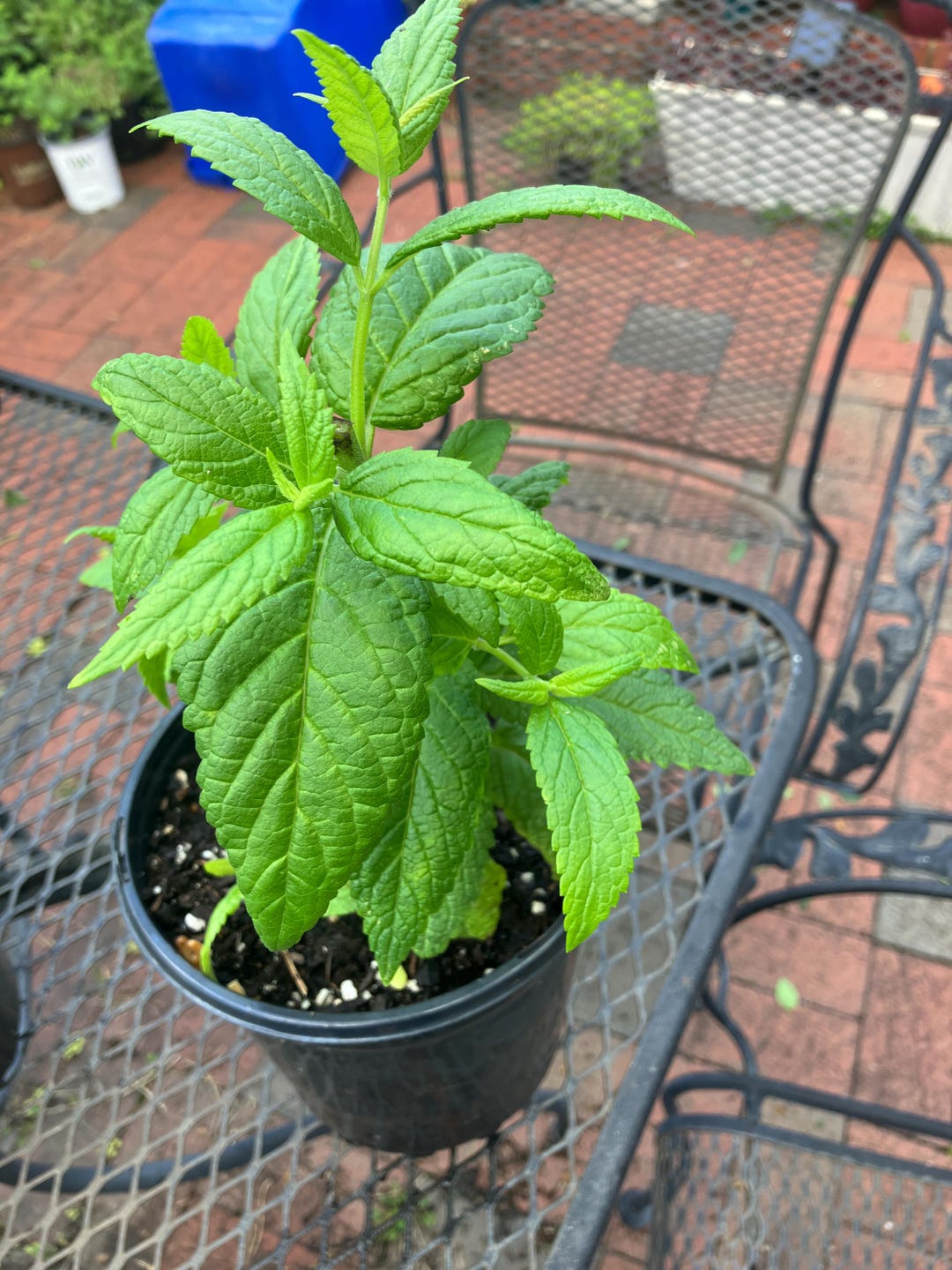 Chartreuse Catmint #1 Container - Etsy