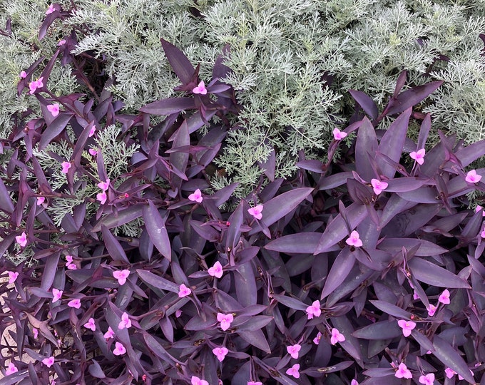 Tradescantia Pallida, Purple Secretia, Purple Heart, Purple Queen ...