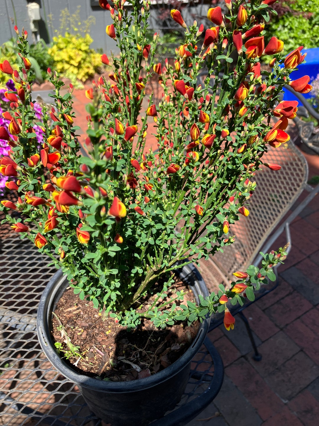 One Gallon Scotch Broom Plant - Etsy
