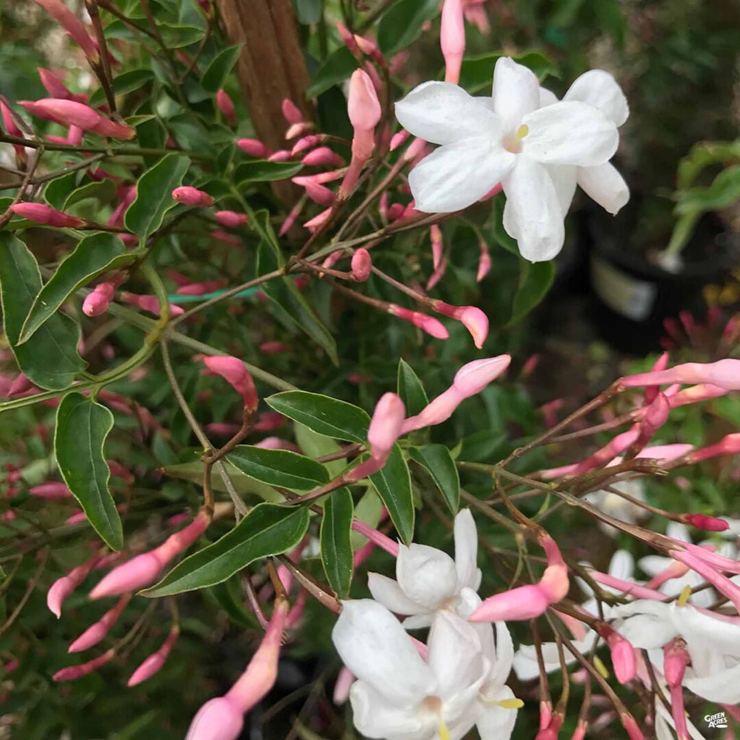 Pink Jasmine Plant From a 6” Pot - Etsy