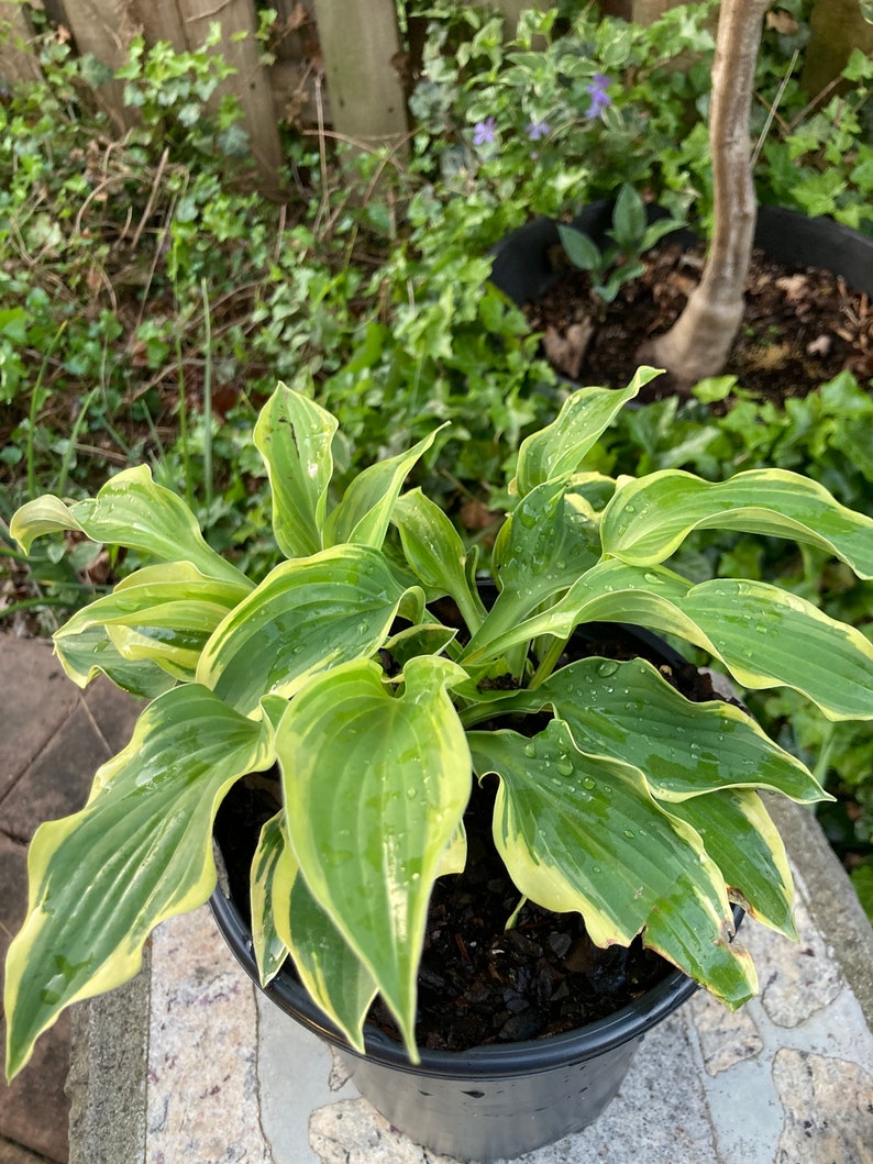 1 Gallon Hosta - Etsy