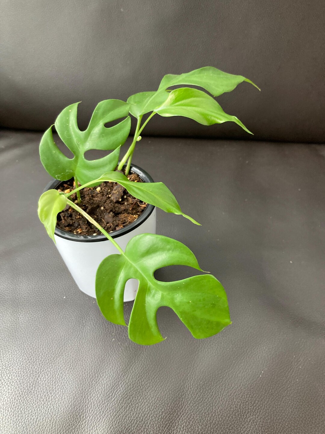 Two Mini Monstera Plants in a Pot - Etsy
