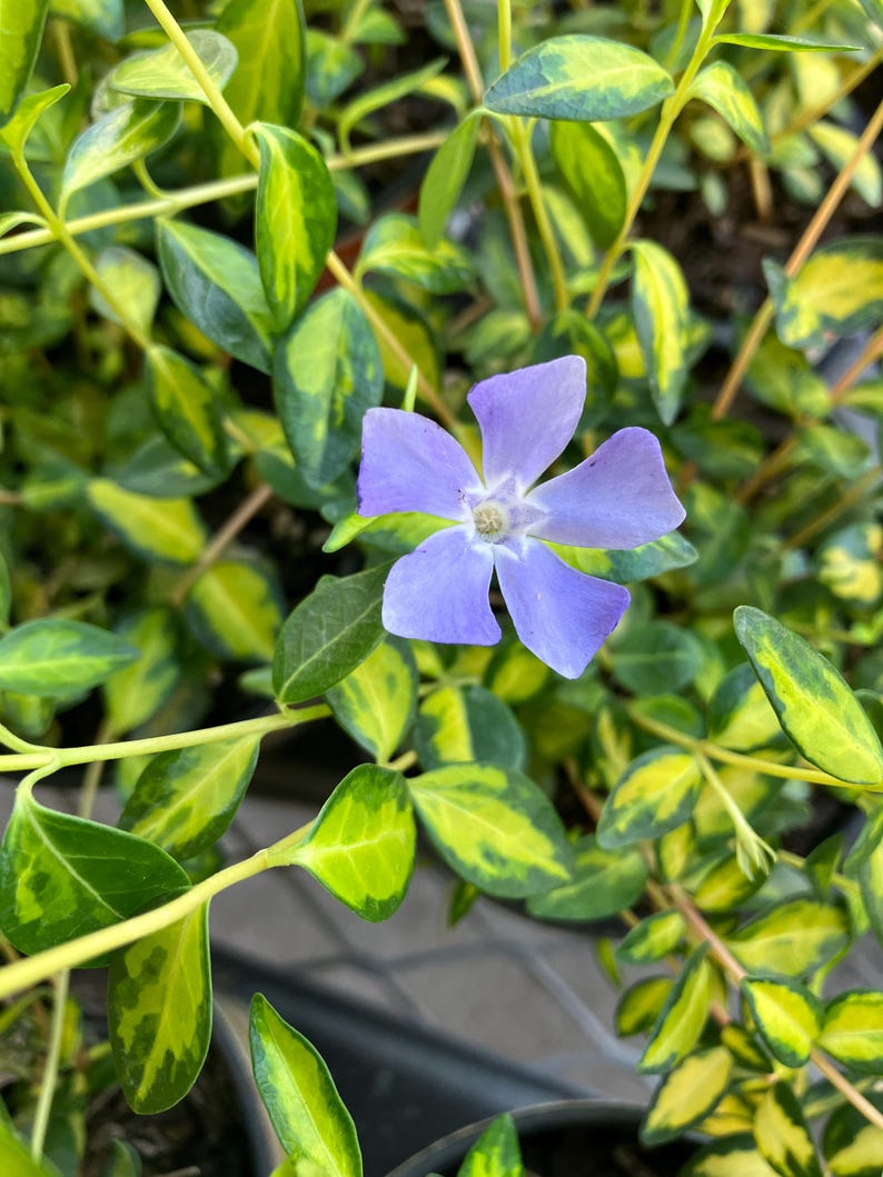 Periwinkle Vinca Minor Variegated With 15 Rooted Stems From a 4” Pot - Etsy