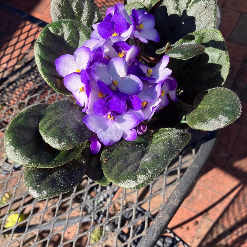 Violet Planter - Etsy