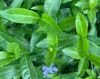 Vinca Minor 'merlot’ | Burgundy Purple Periwinkle | Evergreen ...