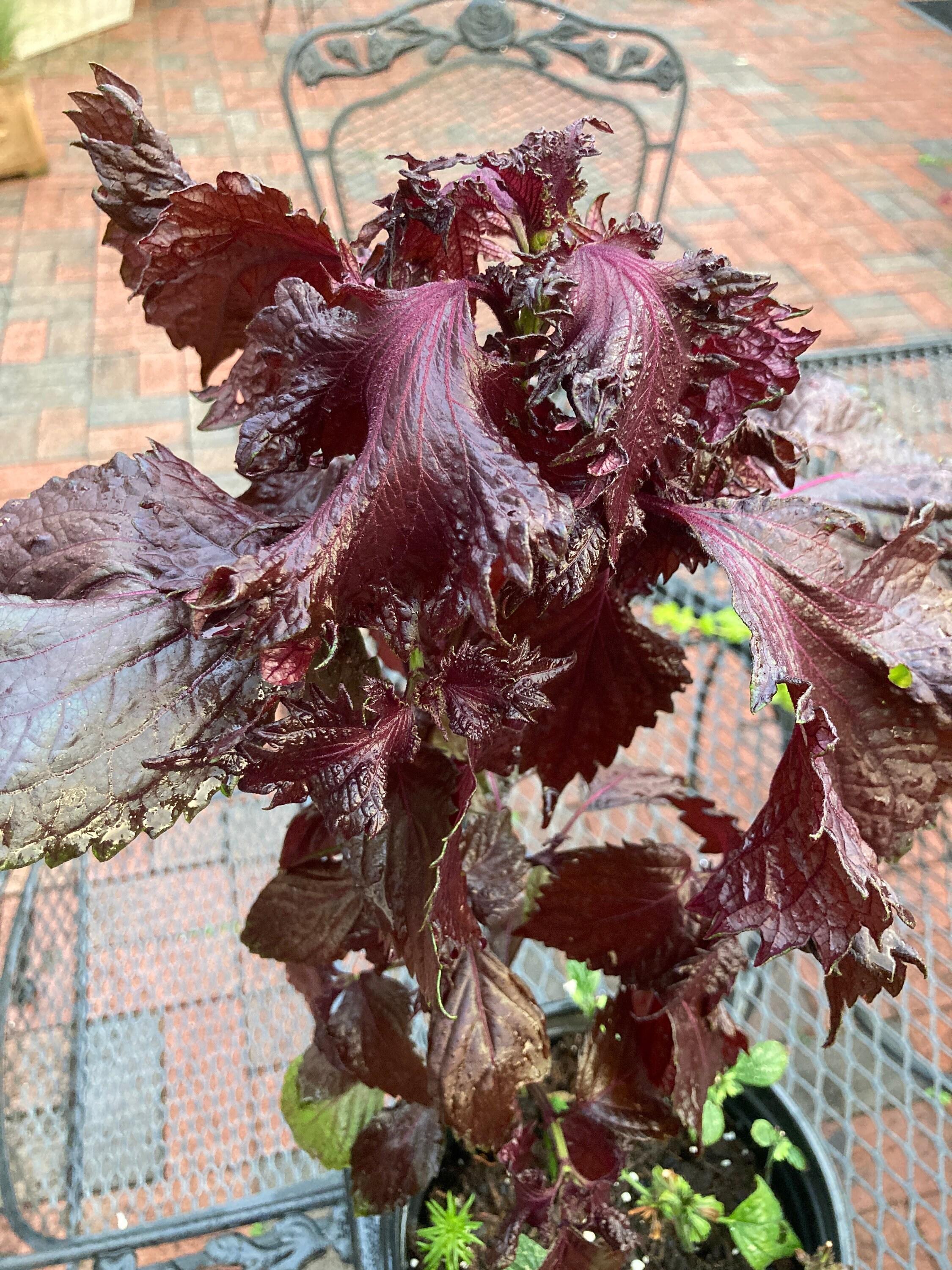 5 Shiso/perilla Plants - Etsy