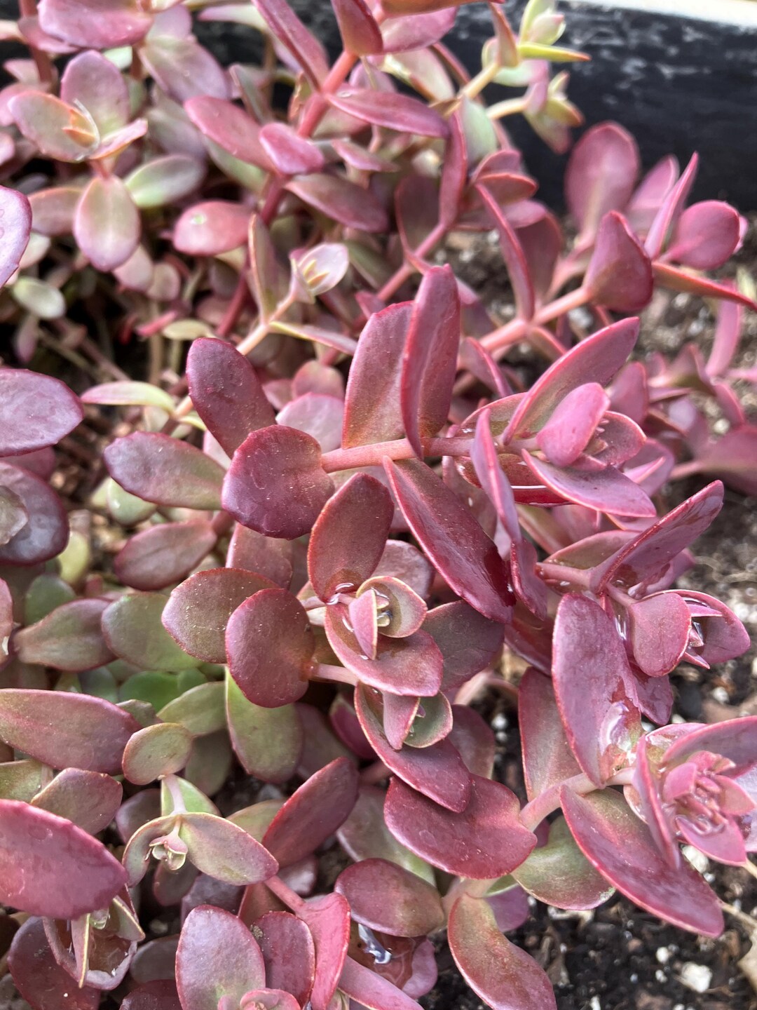 6 Sedum Stonecrop Rooted Plants - Firecracker - Etsy