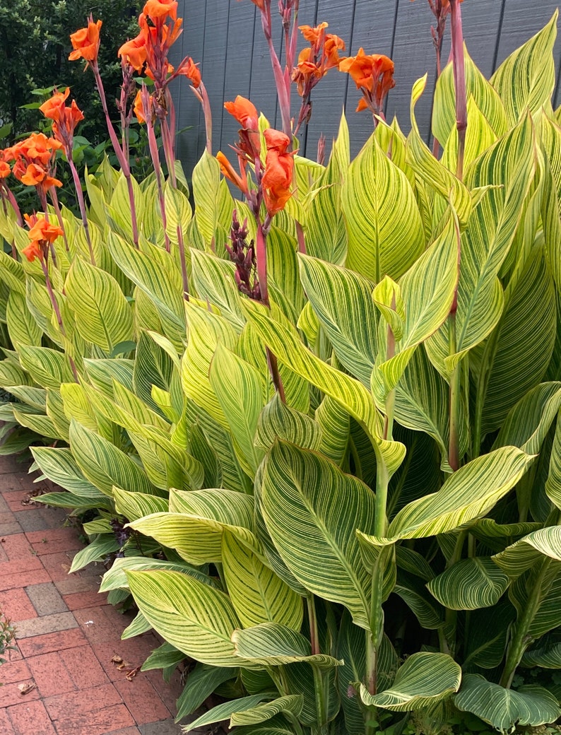 Two 2 Canna Pretoria Rhizomes - Etsy