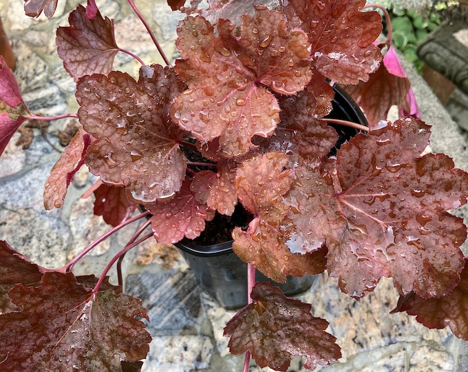 Coral Bell/heuchera From a 2 Quart Pot - Etsy