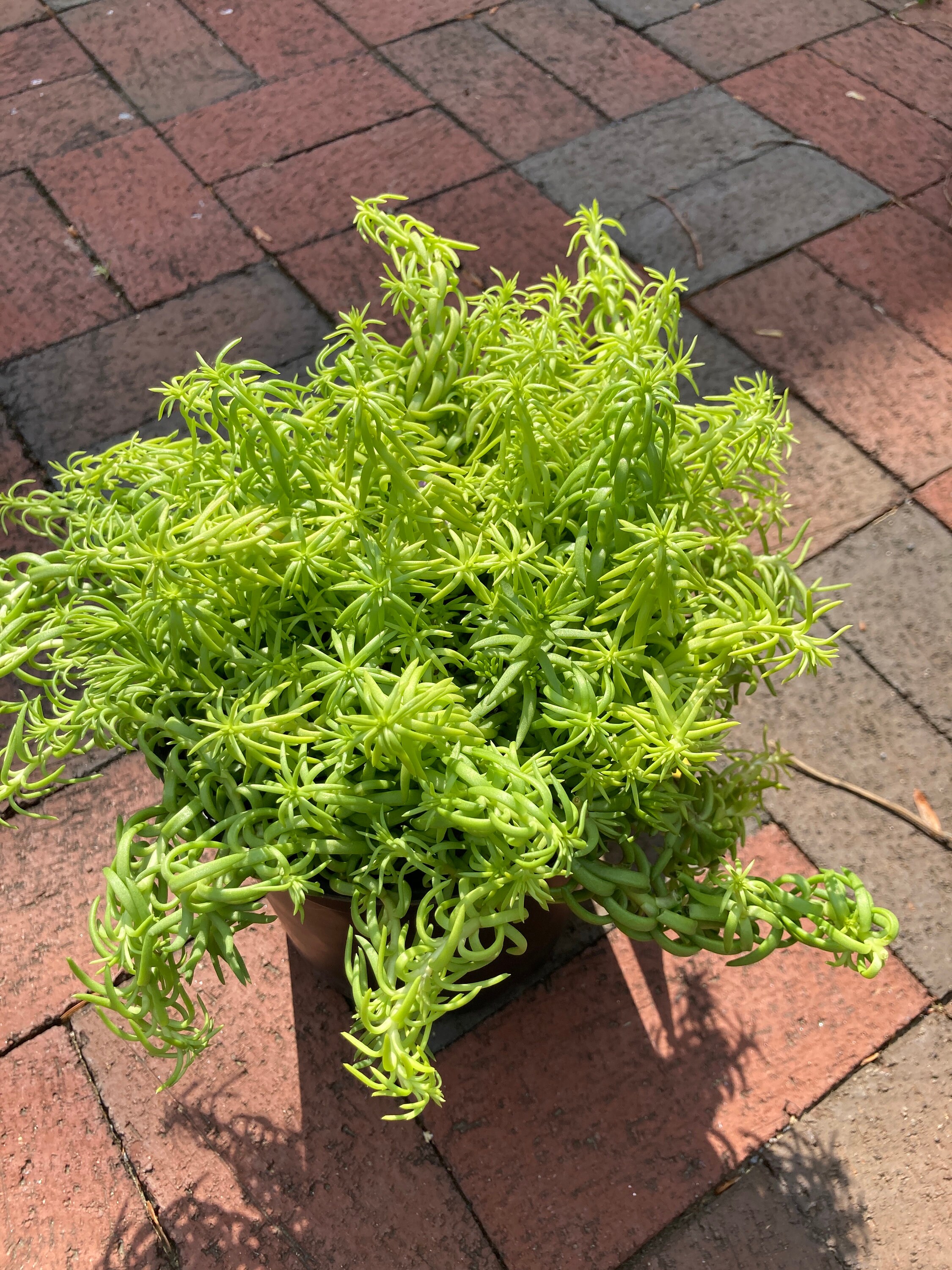 1 Gallon Sedum Reflexum Solar Spice - Etsy