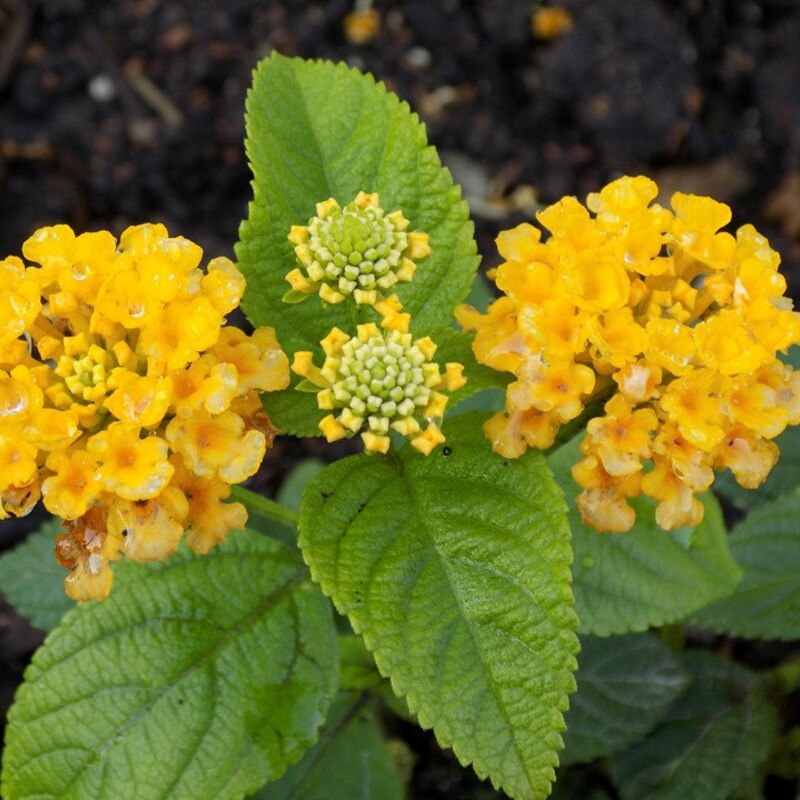 Lantana Plants - Etsy