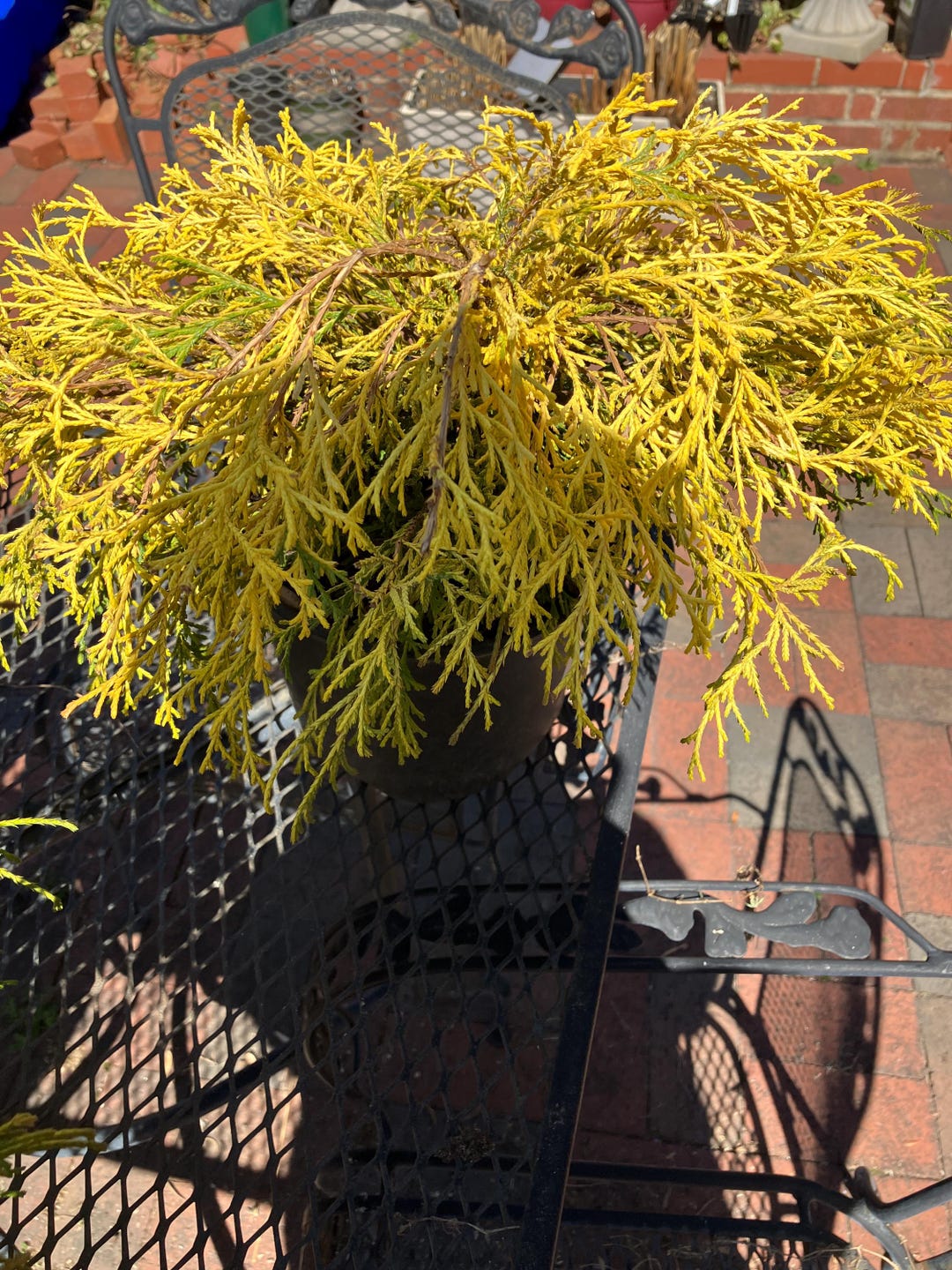 Golden Mop Goldthread Cypress, 1gal - Etsy