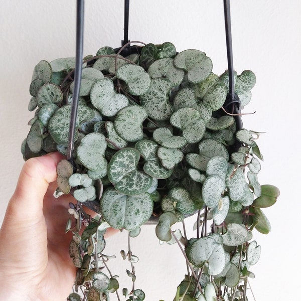 Silver Glory String of Hearts - Etsy