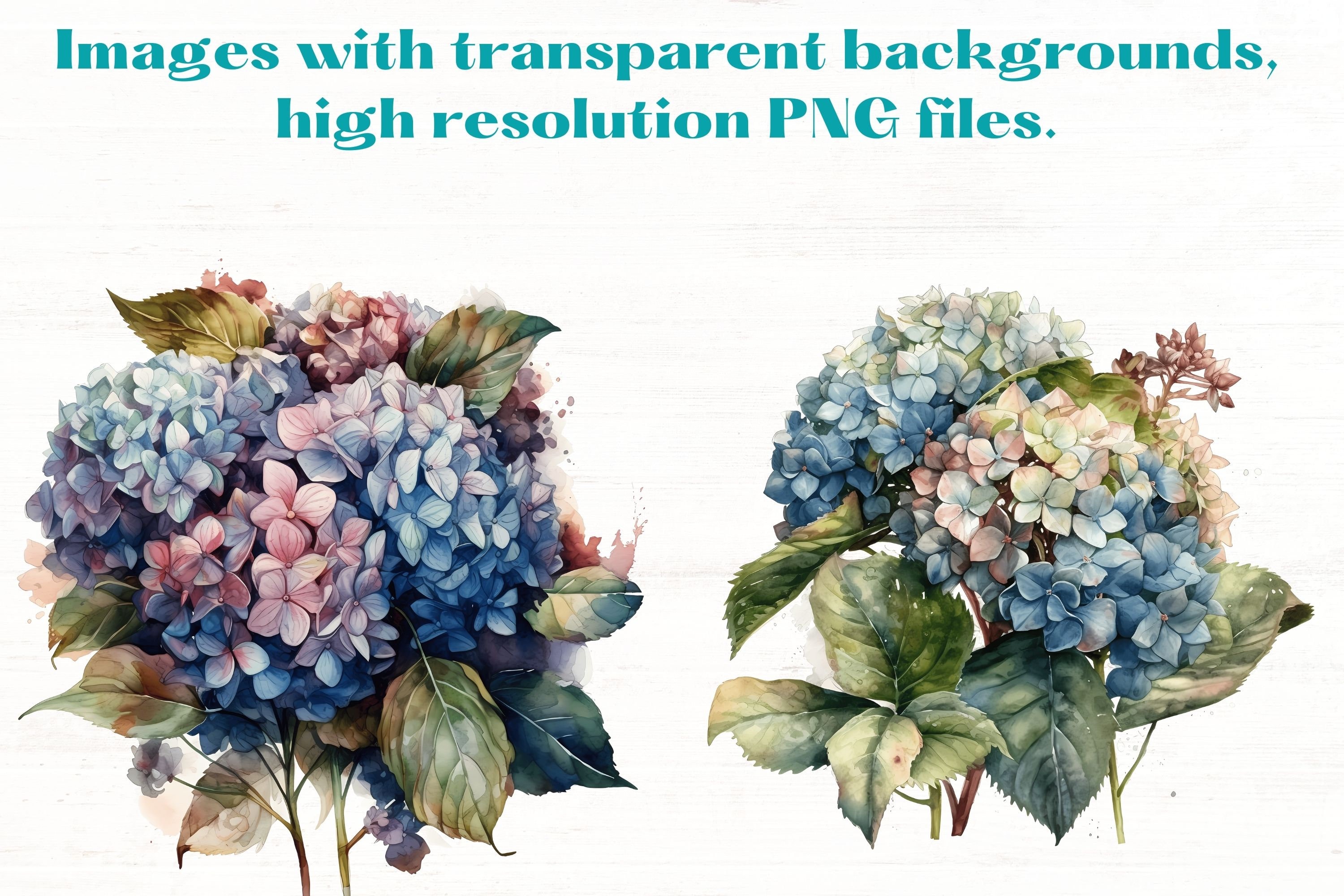 Watercolor HYDRANGEA Flowers Clipart Set, 8 Clip Art Images ...