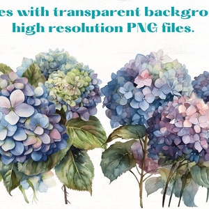 Watercolor HYDRANGEA Flowers Clipart Set, 8 Clip Art Images ...