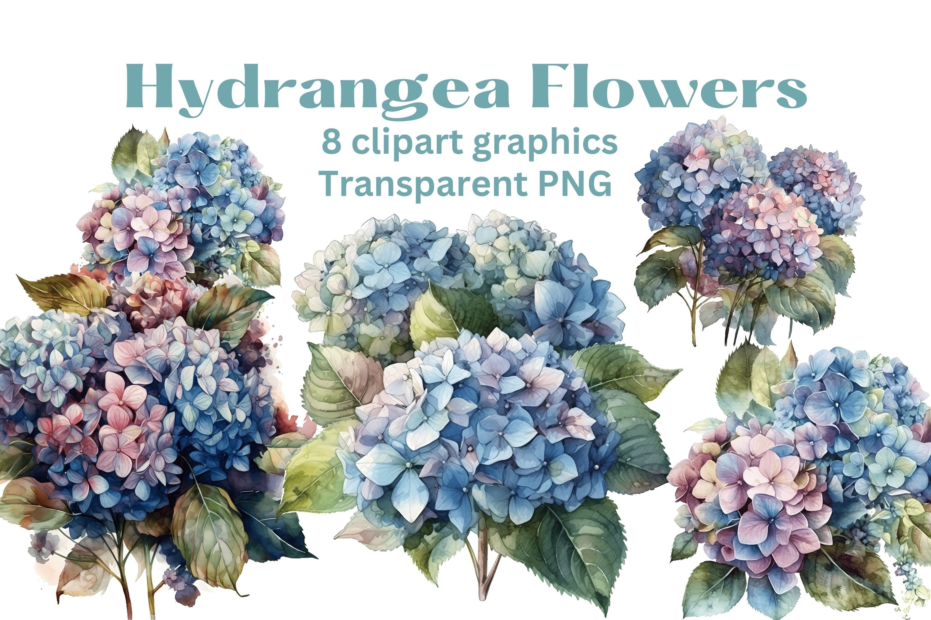 Watercolor HYDRANGEA Flowers Clipart Set 8 Clip Art Images - Etsy