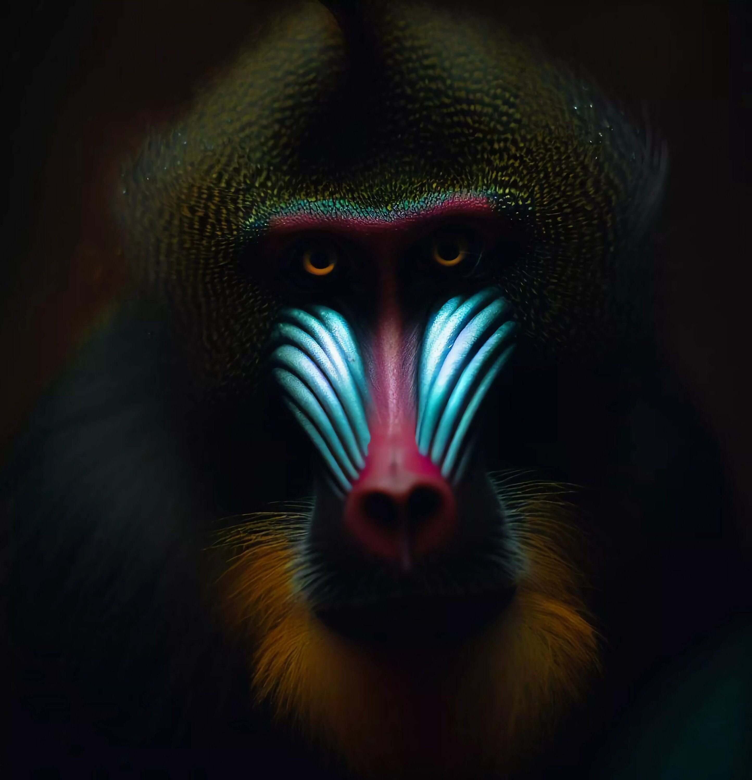 Mandrill Wallpaper