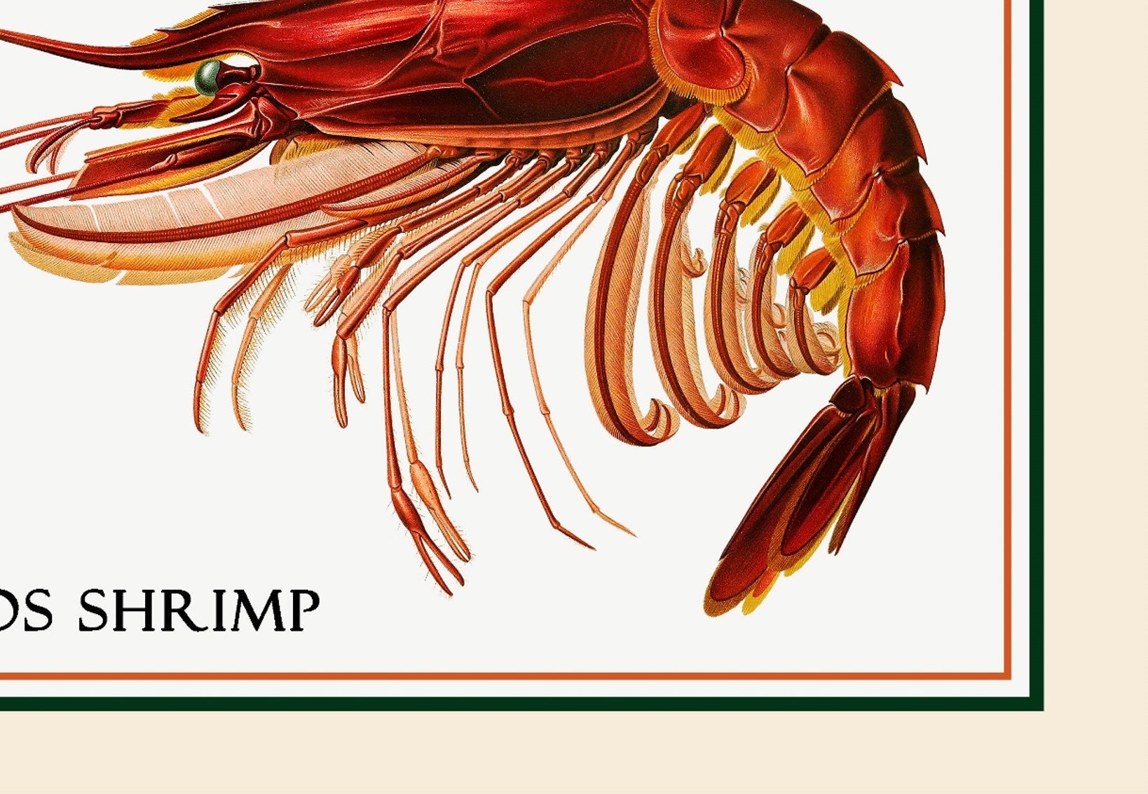 Shrimp Prawn Vintage Natural Science Illustration, Late Victorian Era ...