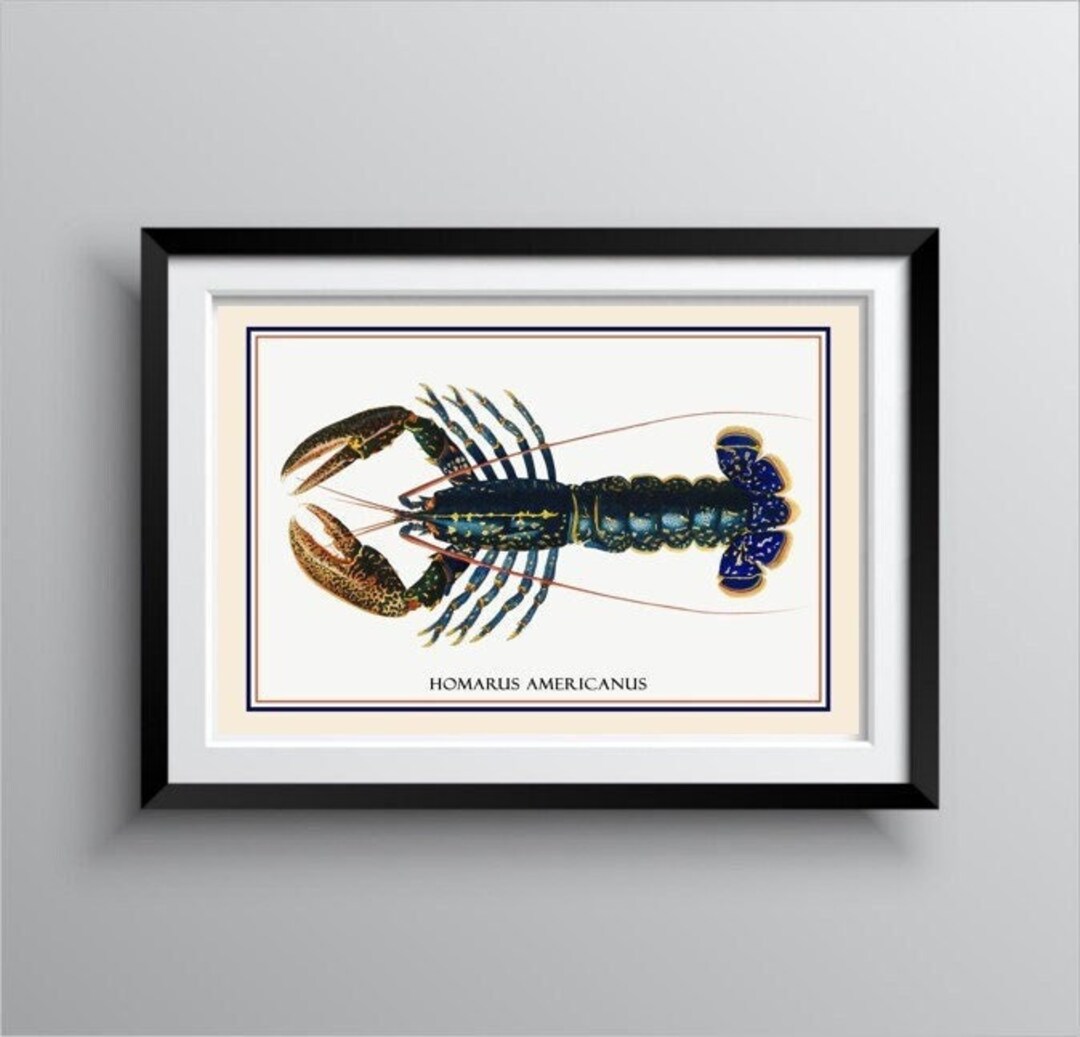 Blue Lobster Vintage Natural Science Illustration, Late Victorian Era ...