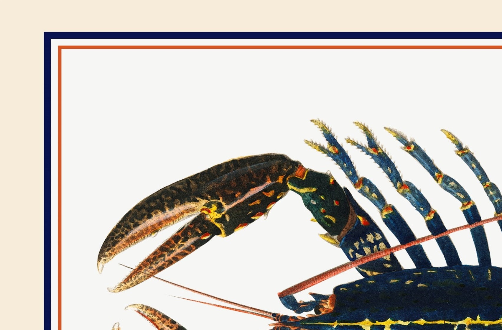 Blue Lobster Vintage Natural Science Illustration, Late Victorian Era ...