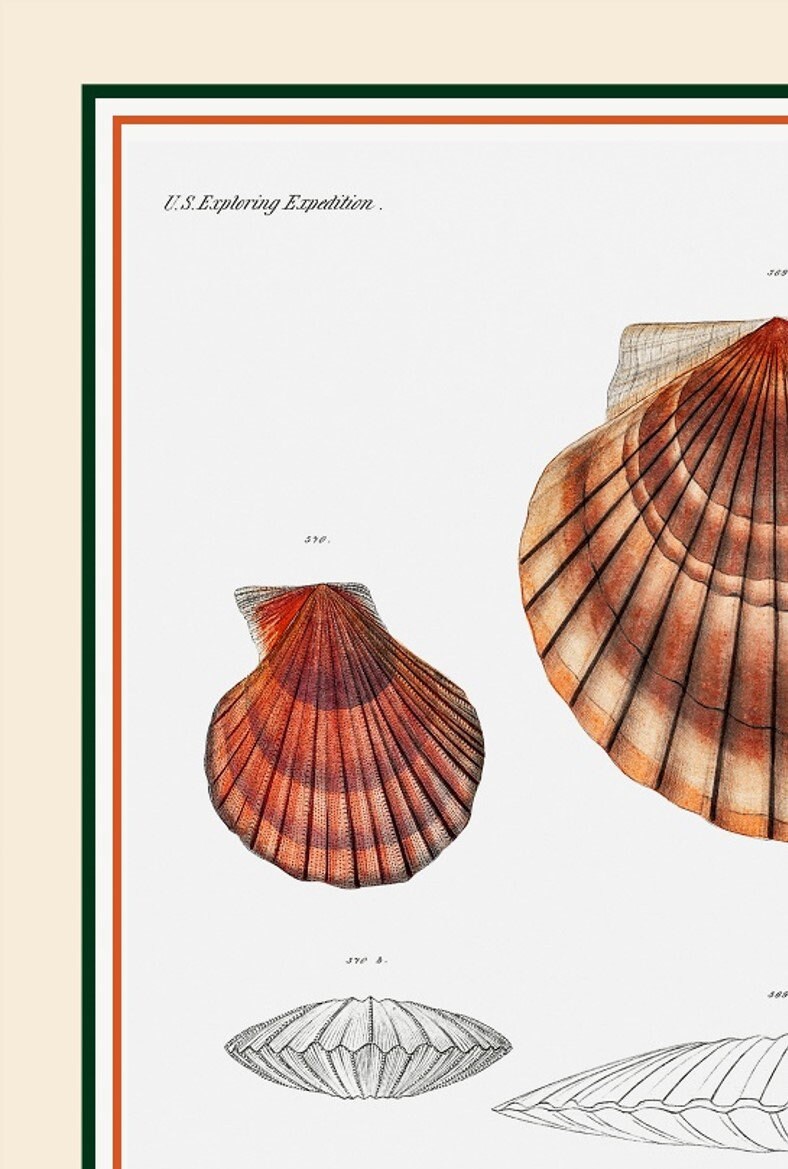 Vintage 1800s Scallop Mollusks Natural Science Illustration ...