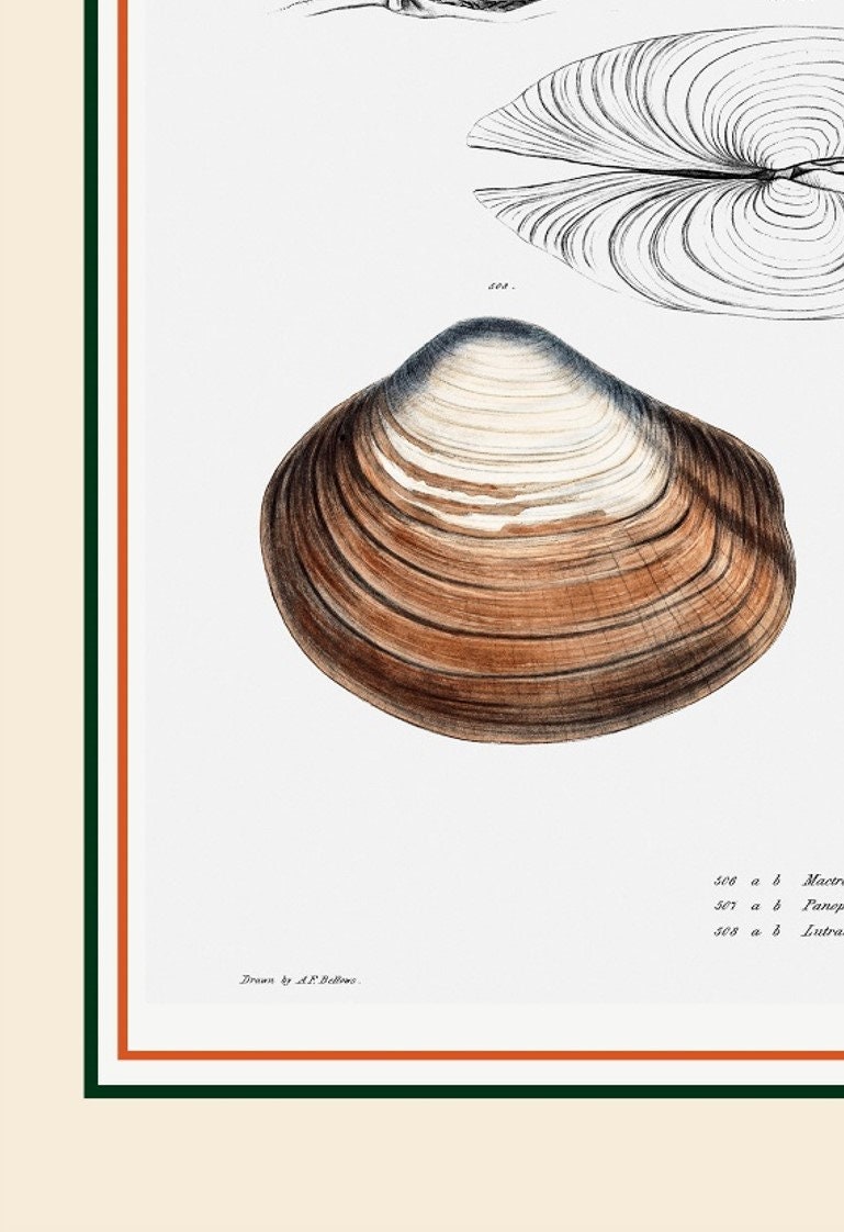 Vintage 1800s Clam Mollusks Natural Science Illustration, Museum ...